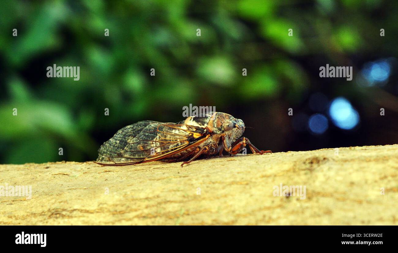 Cicada emblem of Provence on the olive tree Stock Photo - Alamy