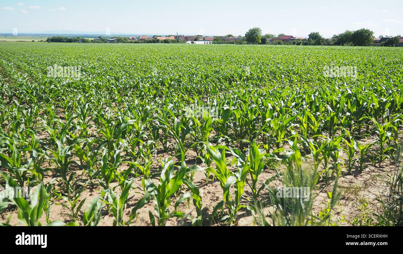 Tall stout grass hi-res stock photography and images - Alamy