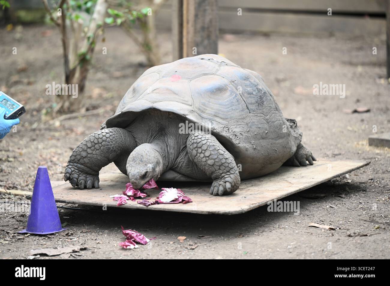 Magnolia land snails hi-res stock photography and images - Alamy