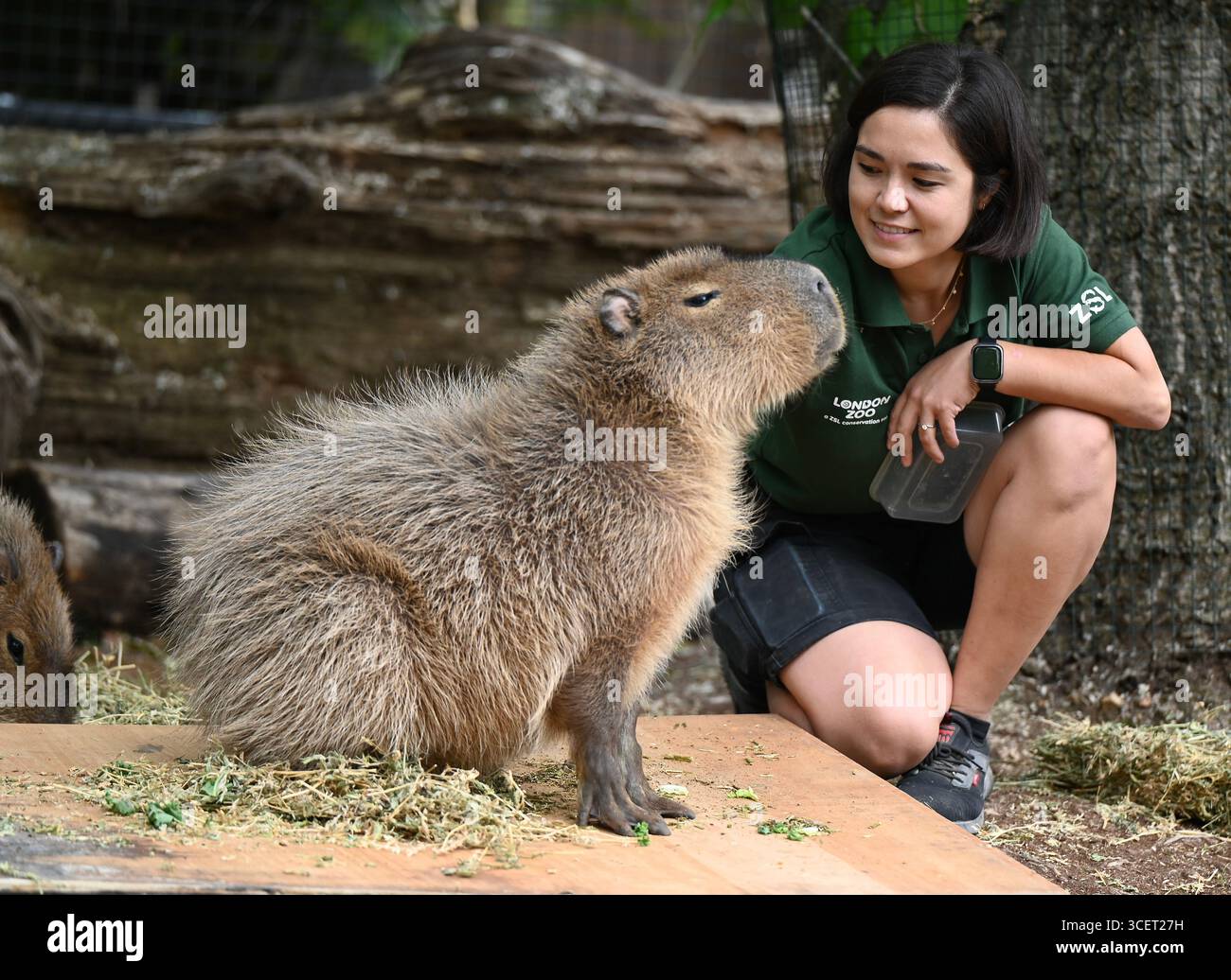 The world’s largest rodents were among the animals getting their vital ...