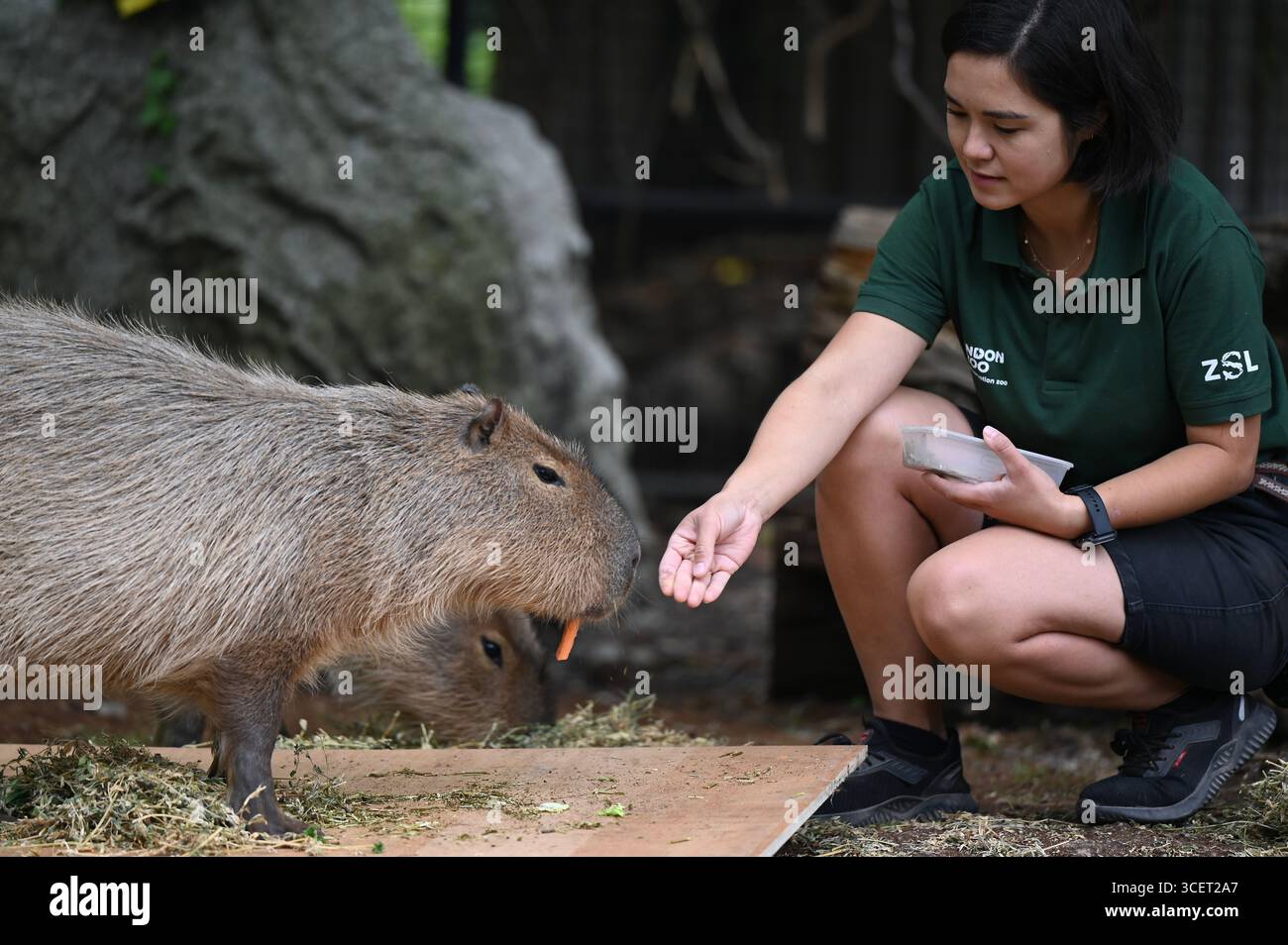 The world’s largest rodents were among the animals getting their vital ...