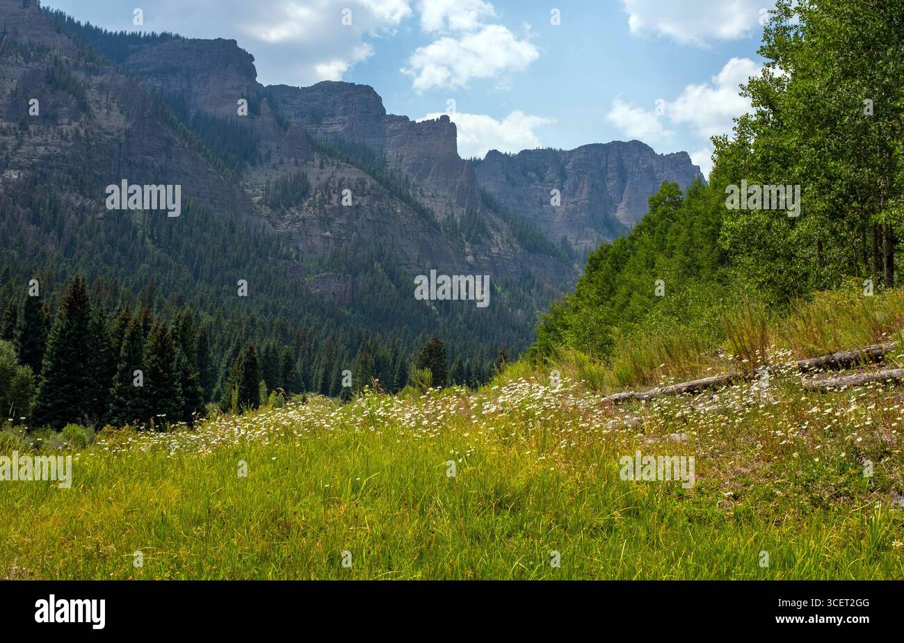 August 12, 2025: Summer monsoon rains bring a colorful second ...
