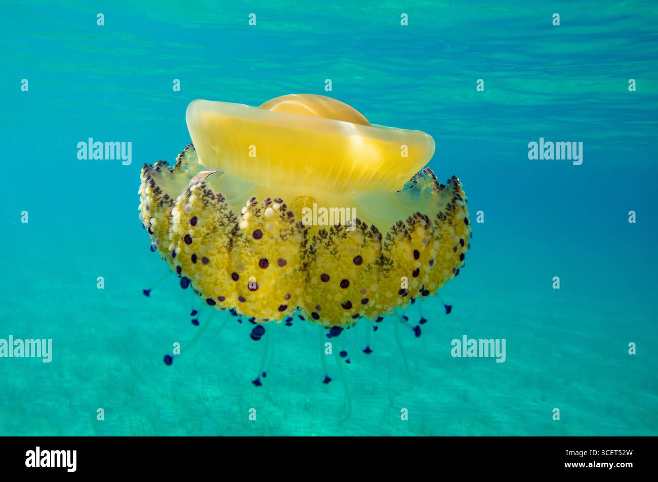 This stunning underwater image showcases a vibrant jellyfish with ...