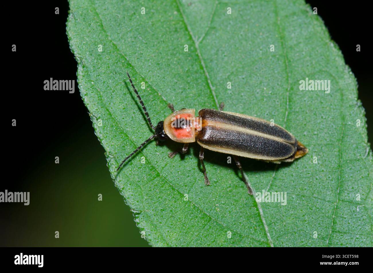 Firefly, Photinus sp Stock Photo - Alamy