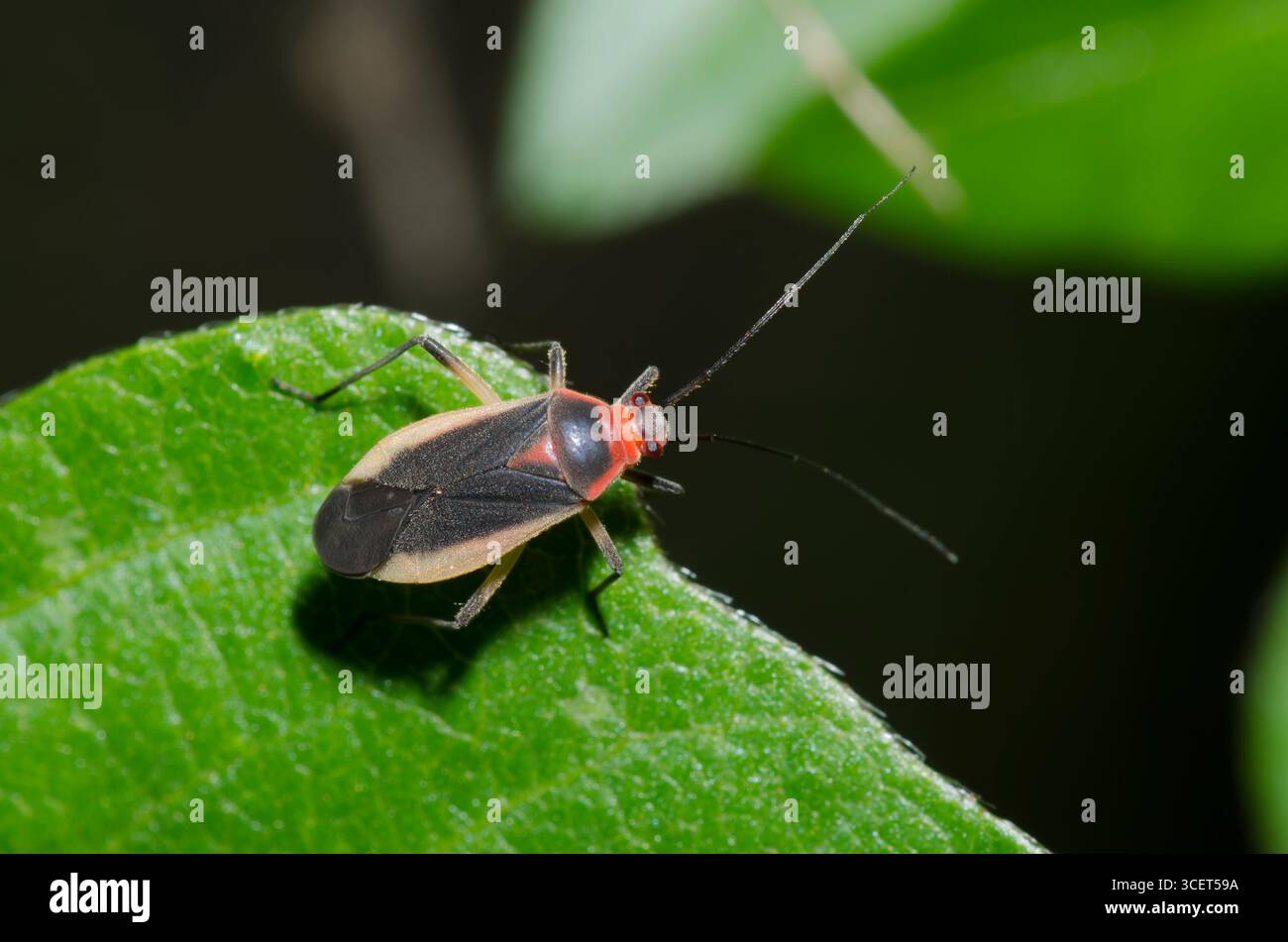 Plant Bug, Opistheurista clandestina Stock Photo - Alamy