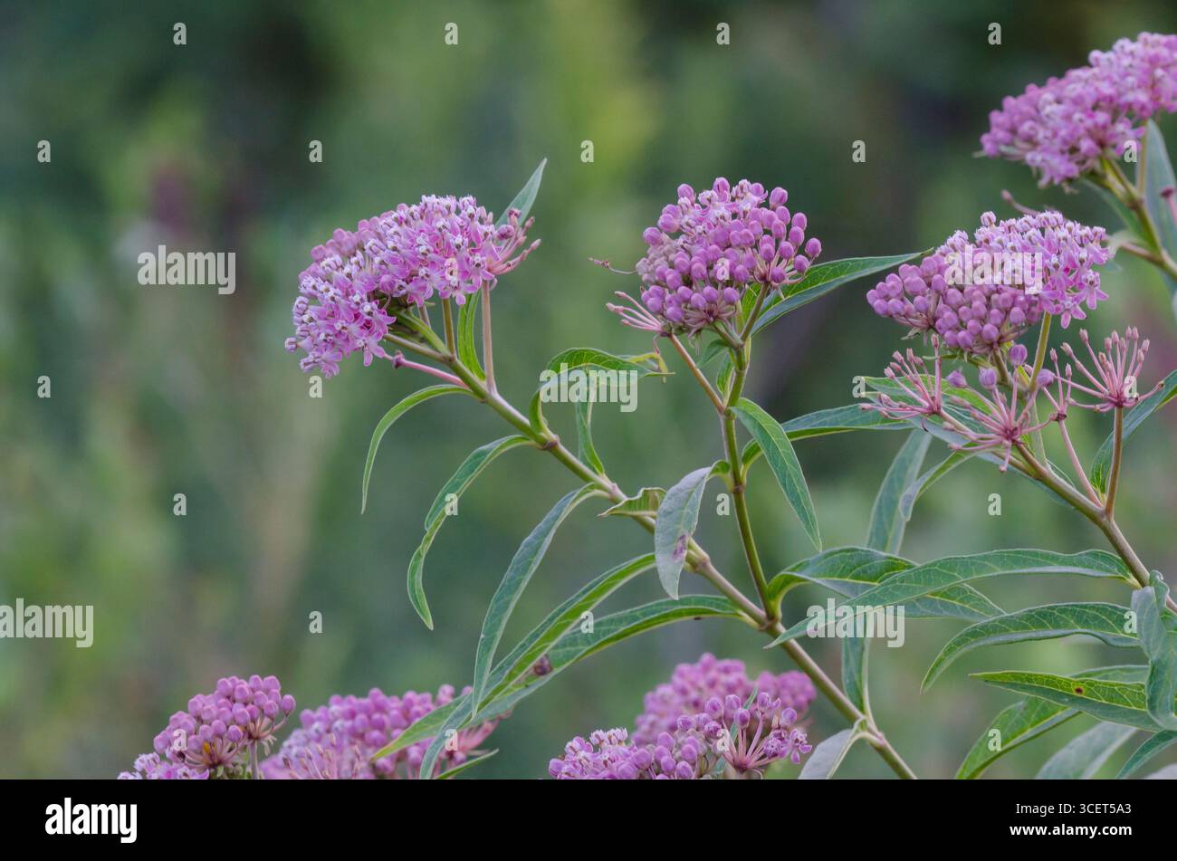 Swamp Milkweed, Asclepias incarnata Stock Photo - Alamy