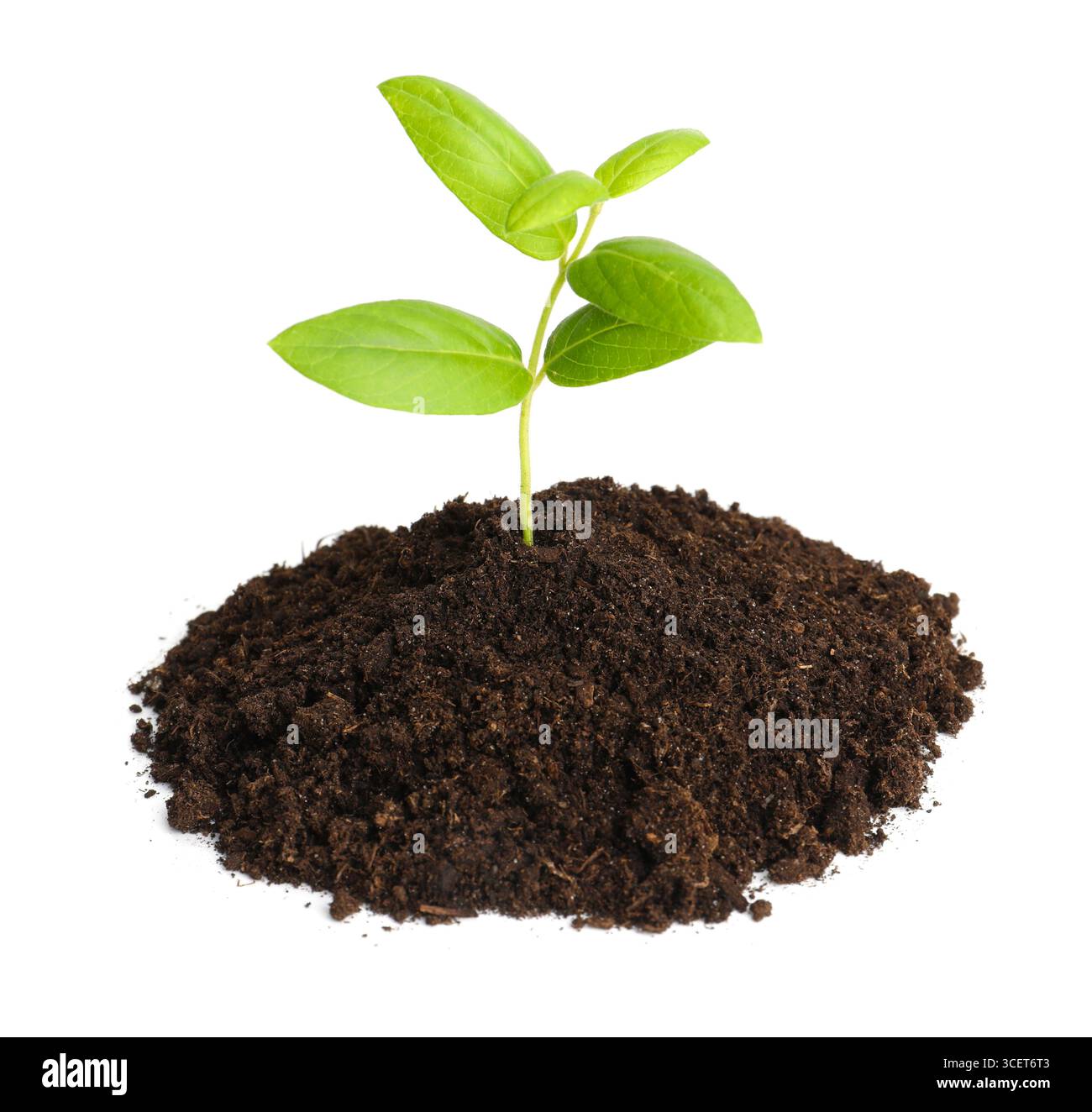 Plant growing in fertile Cut Out Stock Images & Pictures - Alamy