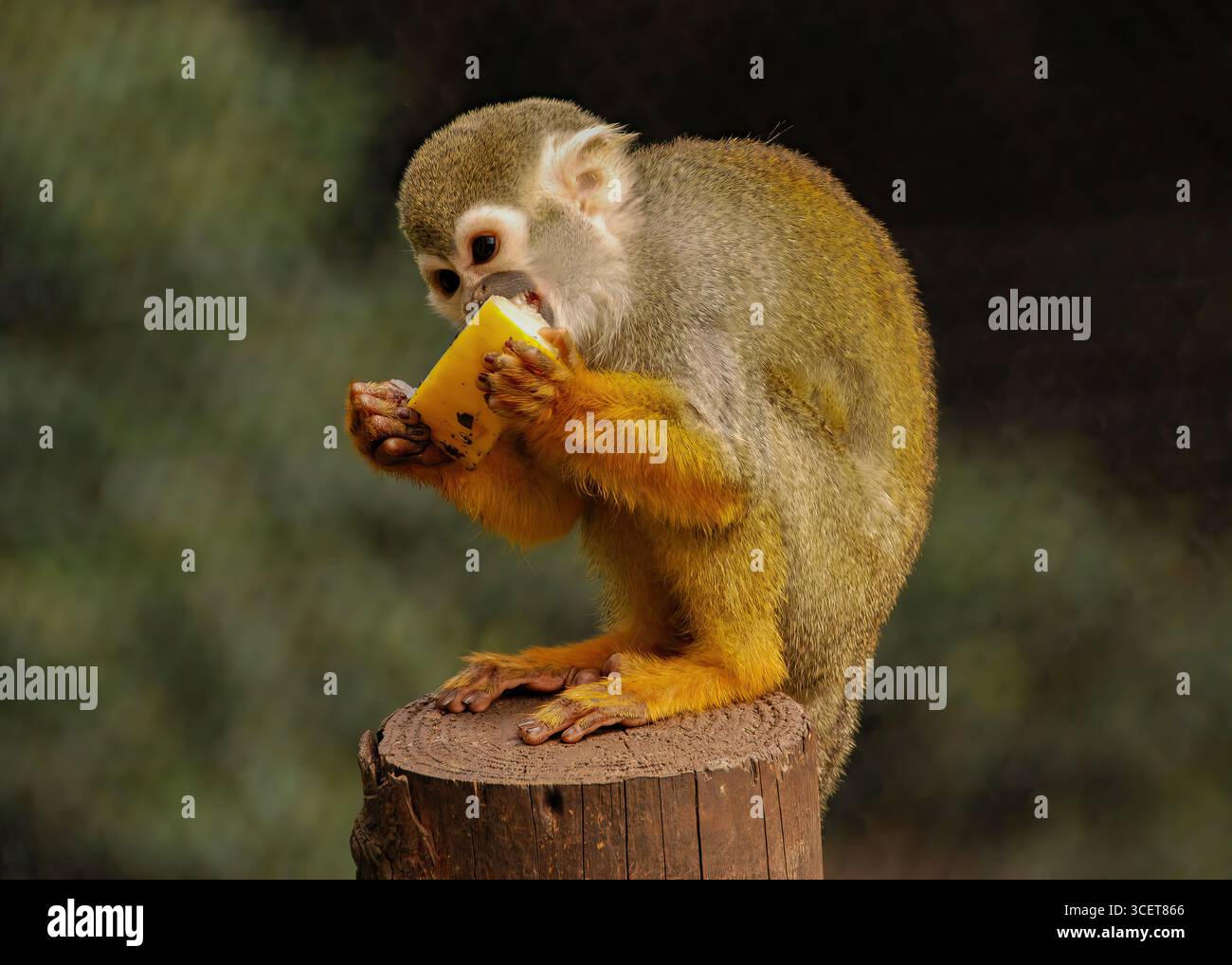 Common squirrel monkey sitting hi-res stock photography and images - Alamy