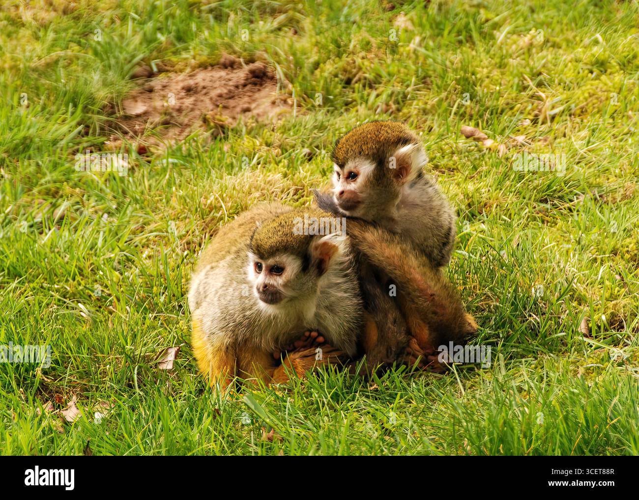 Monkeys eating on ground hi-res stock photography and images - Alamy