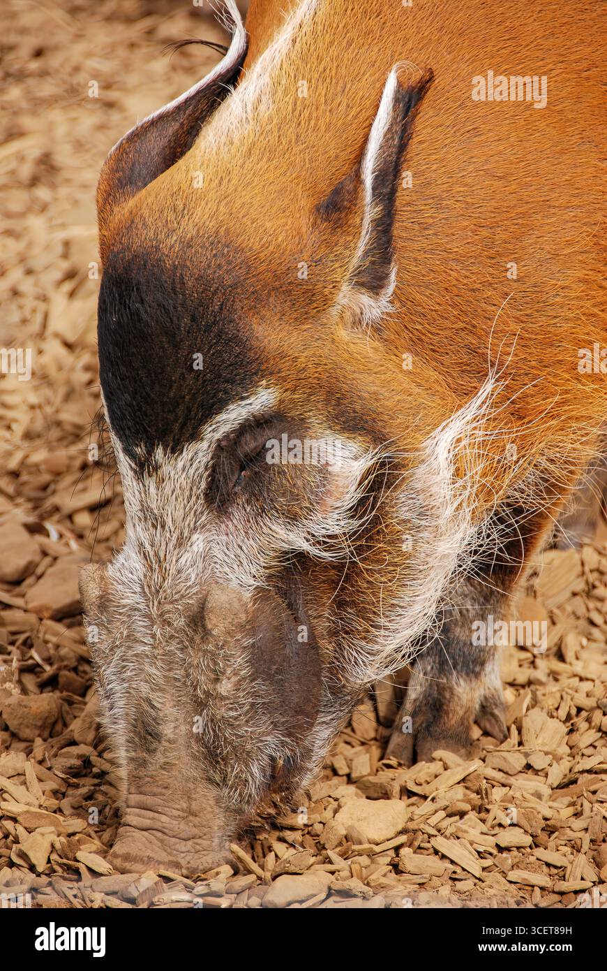 Black wild boar river hi-res stock photography and images - Alamy