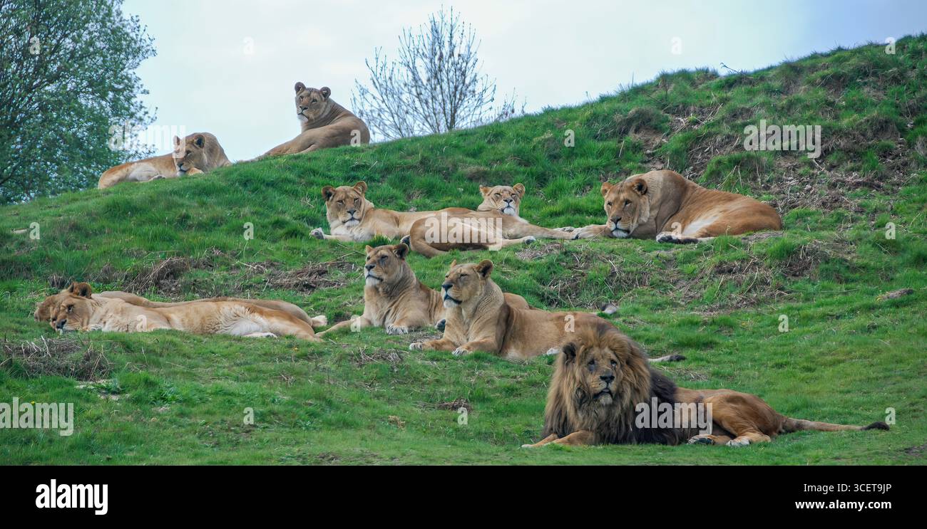 Pride of Lions at an animal reserve Stock Photo - Alamy