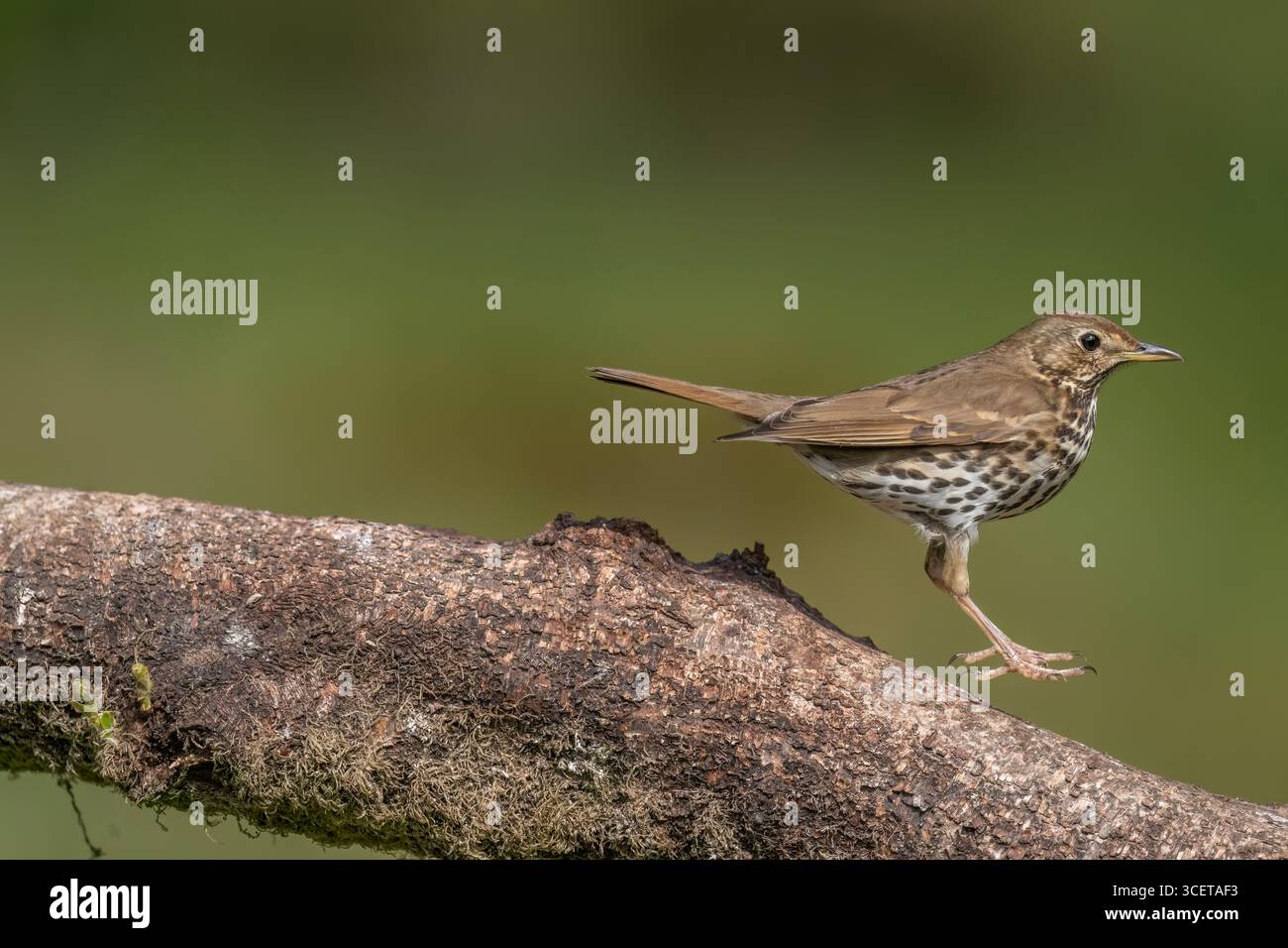 Forest thrush hi-res stock photography and images - Alamy