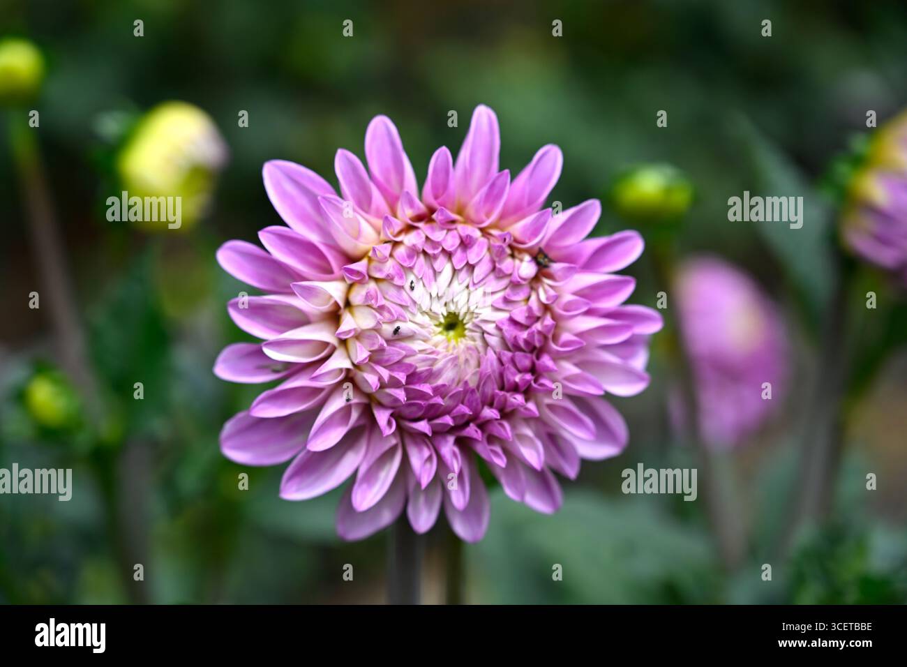 Jowey louise dahlias hi-res stock photography and images - Alamy