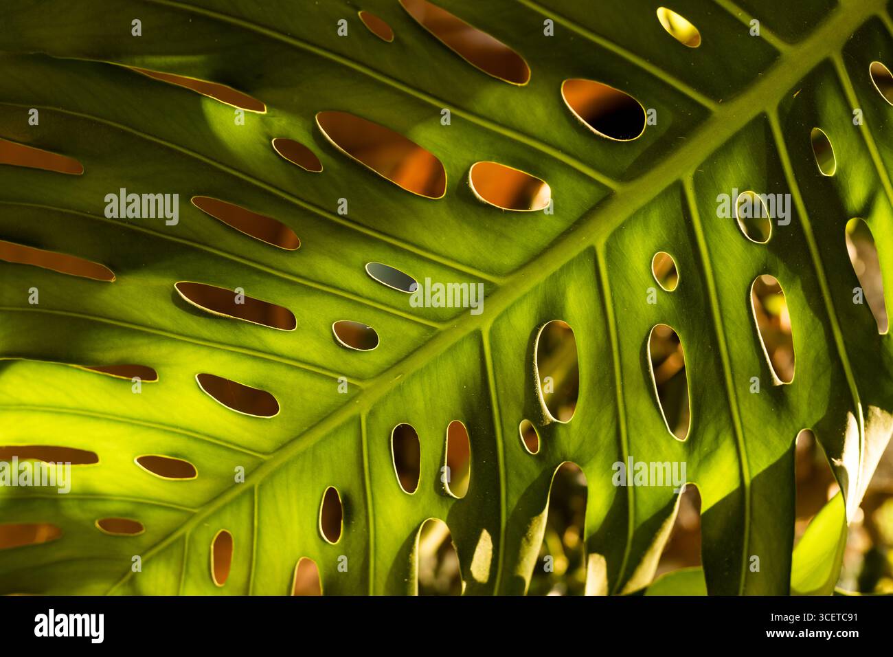 Monstera leaf green exotic hi-res stock photography and images - Alamy