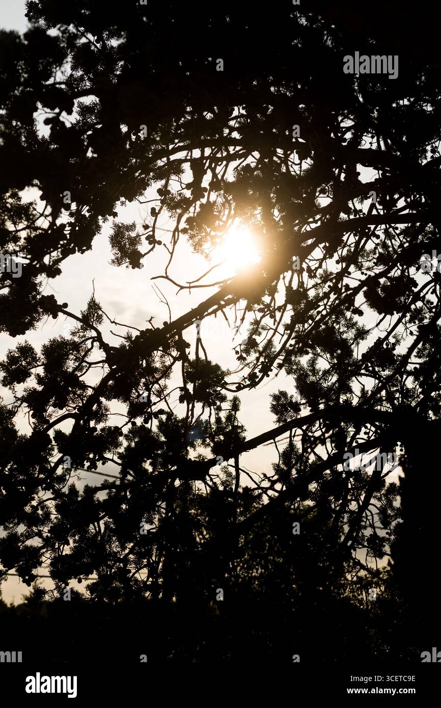 Sunlight filtering through forest canopy hi-res stock photography and ...