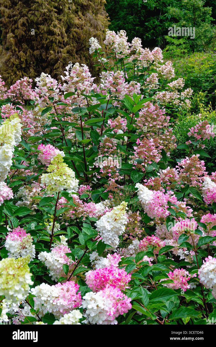 The flowering summer shrub Hydrangea paniculata var vanilla fraise in ...