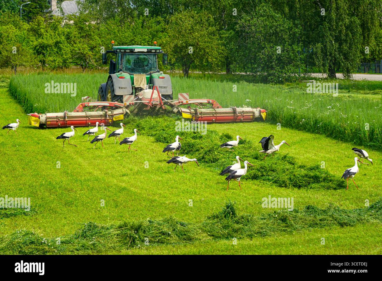 Green tractor mowing grass in a lush field while white storks follow to ...