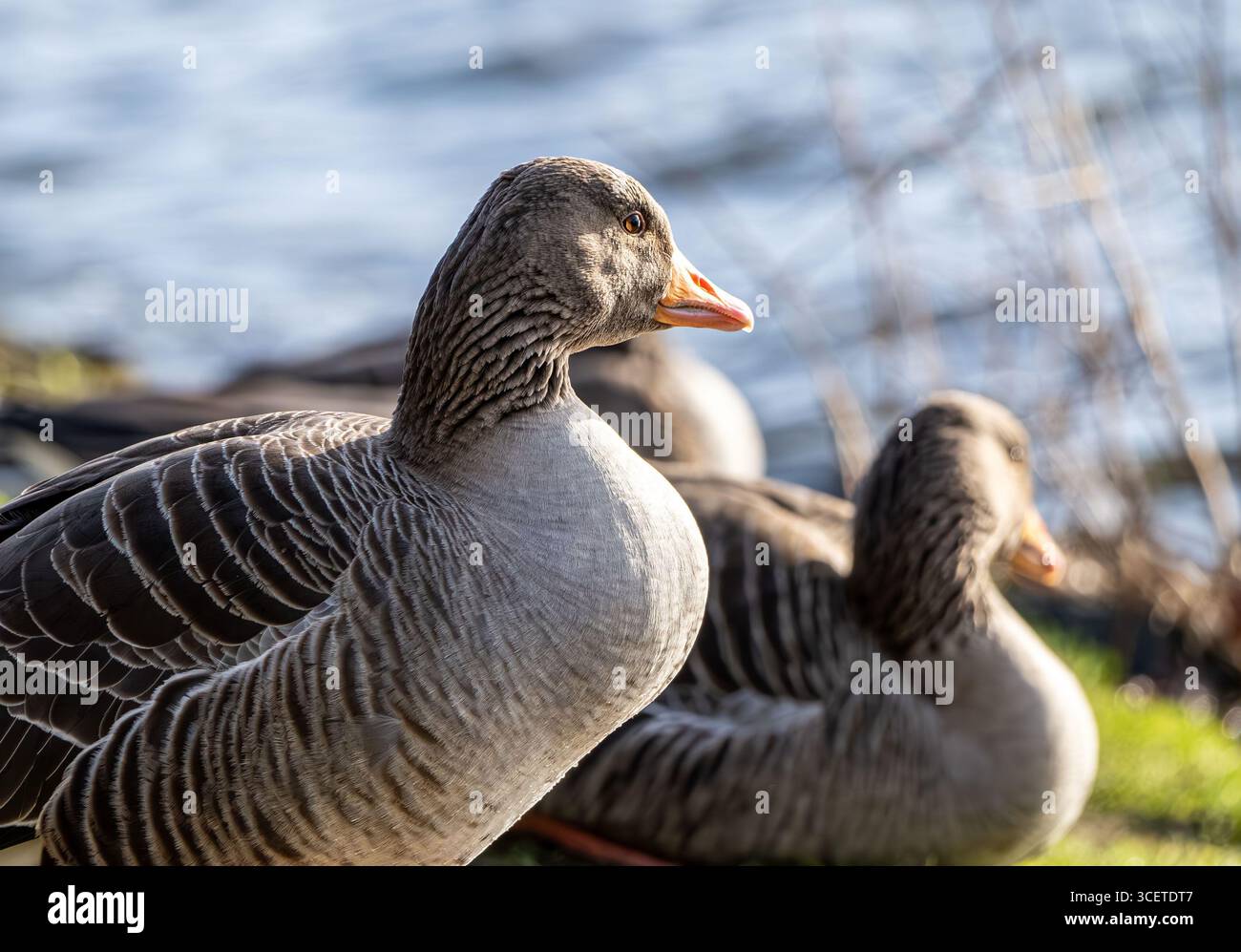 James hamilton heritage park ek hi-res stock photography and images - Alamy