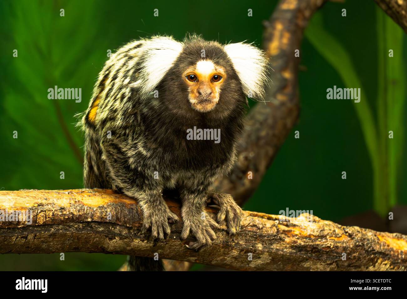 Wildlife in strathclyde country park hi-res stock photography and images - Alamy