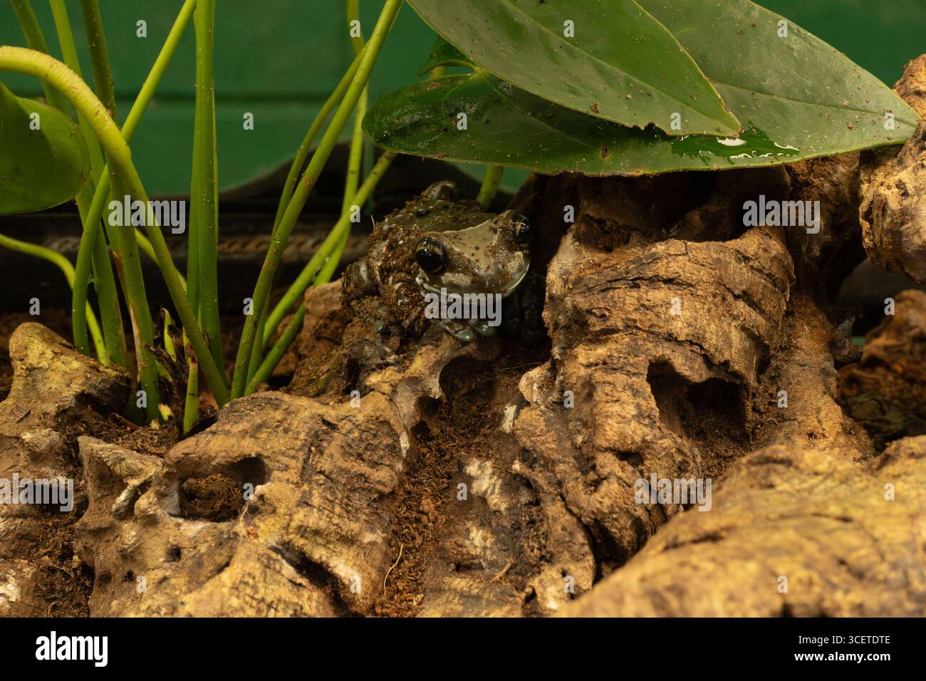 Amazonia at strathclyde country park hi-res stock photography and ...