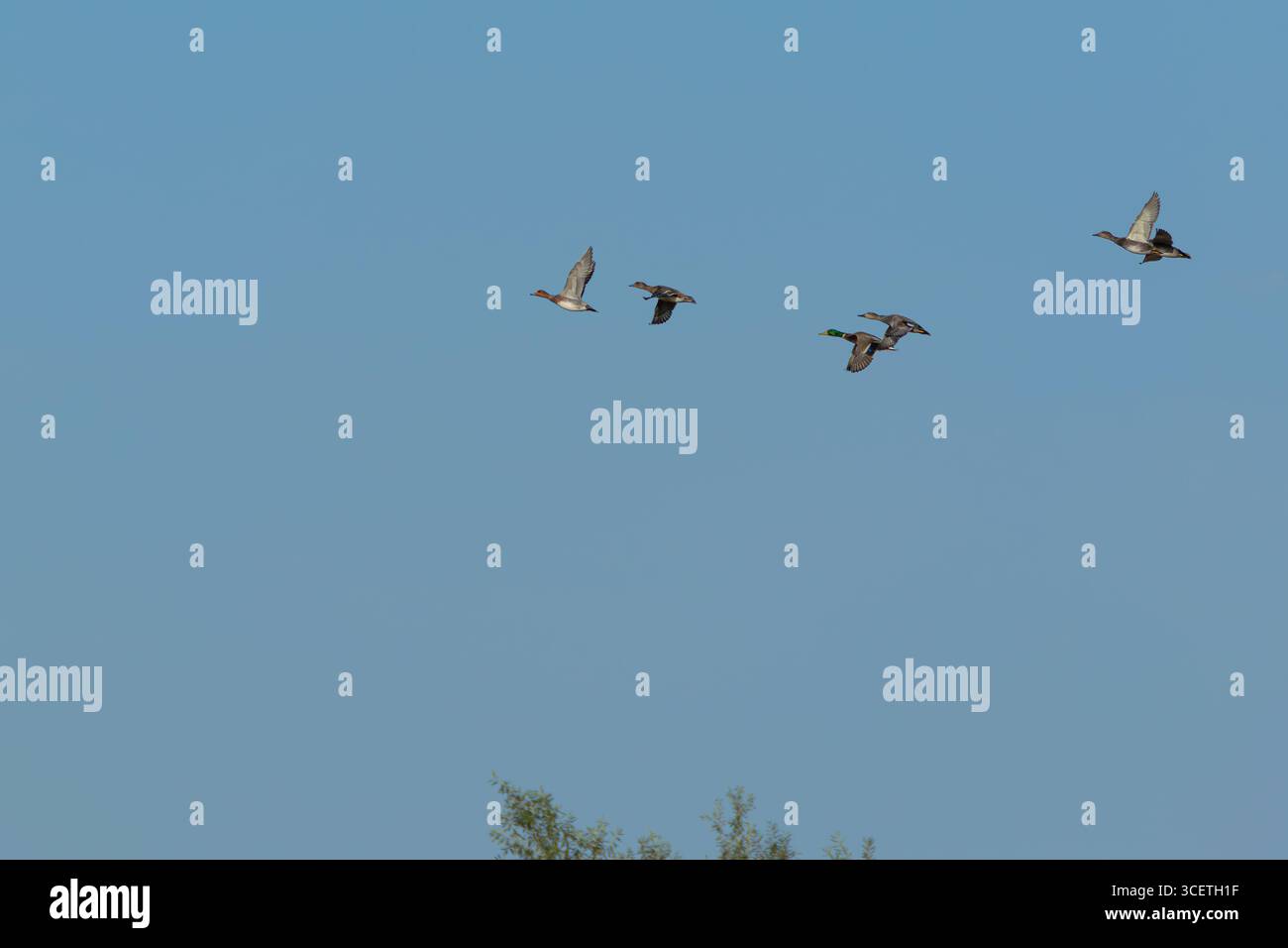 A group of six wild ducks is flying across a clear blue sky. The ducks ...