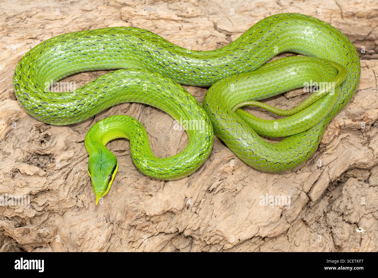A beautiful rhinoceros ratsnake (Gonyosoma boulengeri), also known as a ...