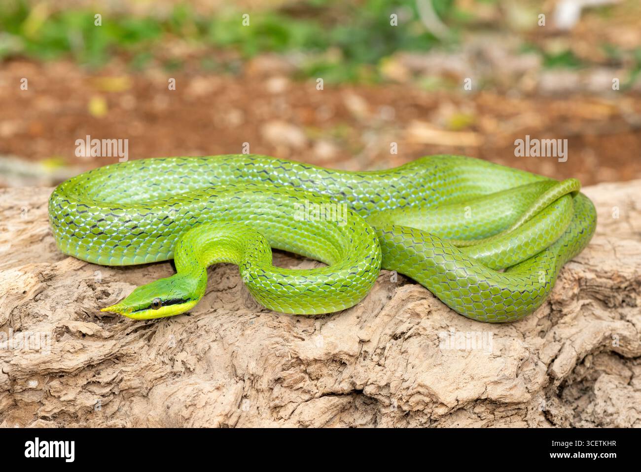 A beautiful rhinoceros ratsnake (Gonyosoma boulengeri), also known as a ...