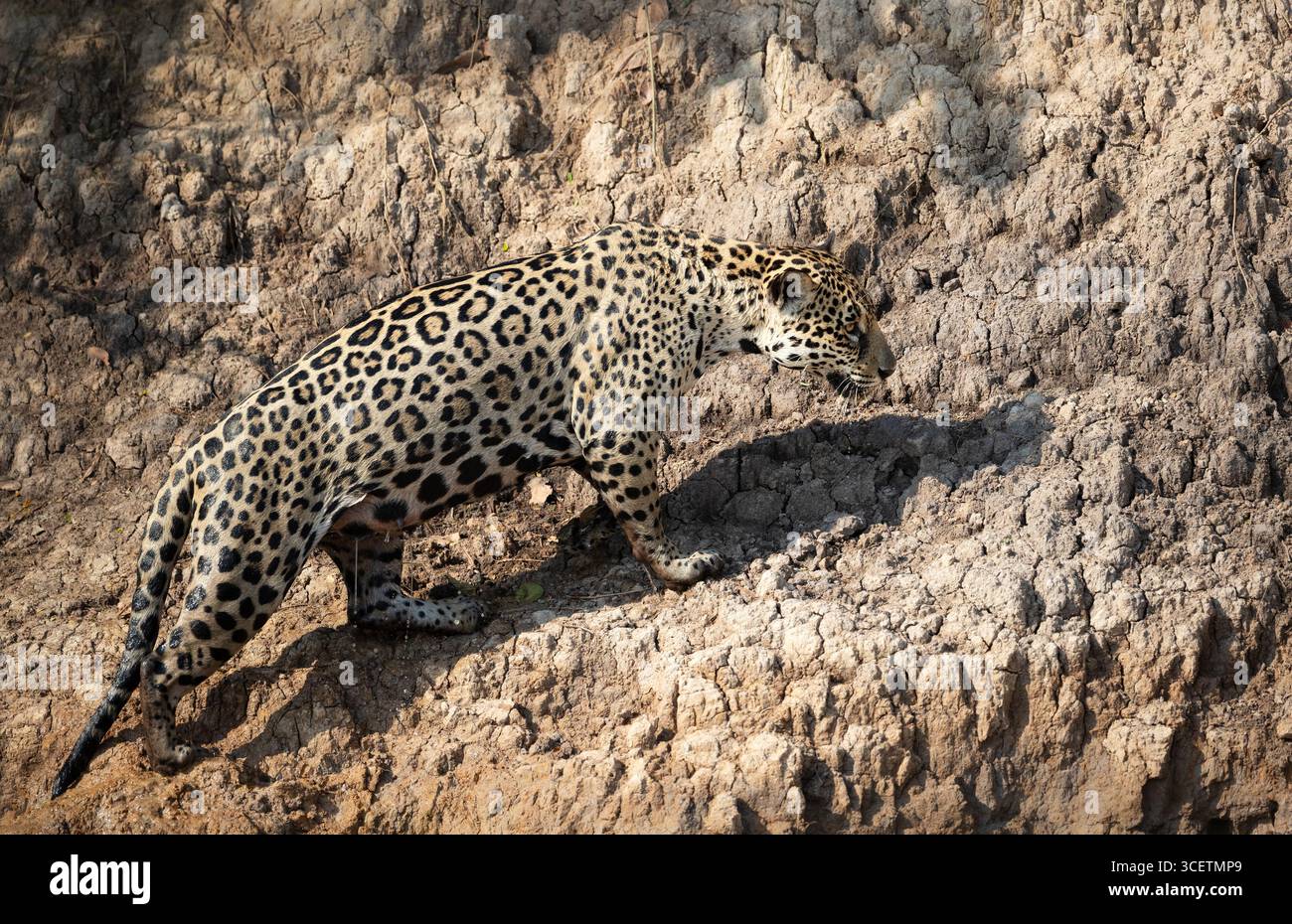 Jaguar stalking prey on hi-res stock photography and images - Alamy