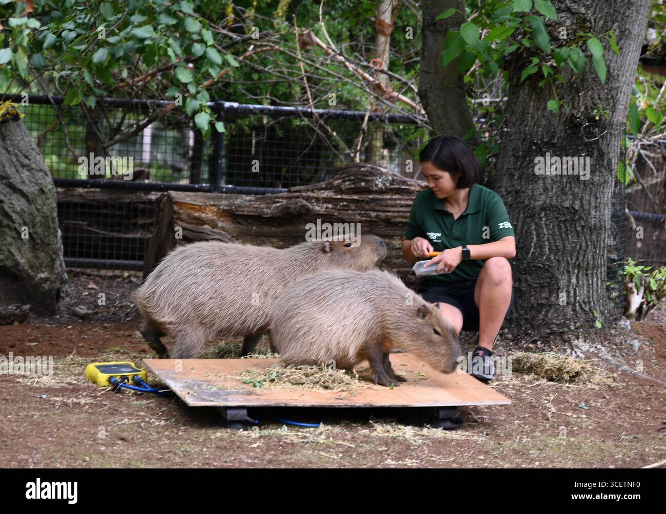 The world’s largest rodents were among the animals getting their vital ...