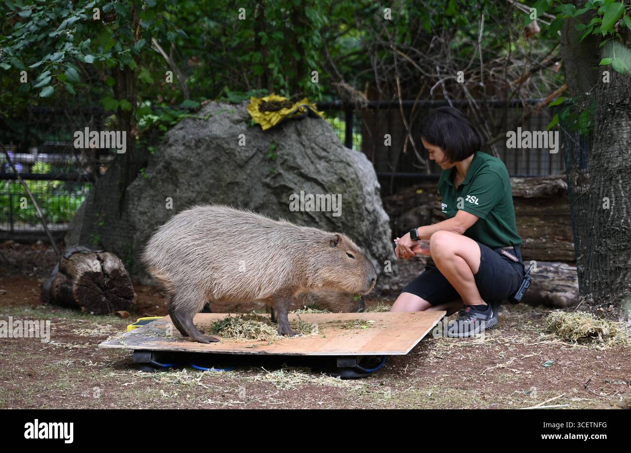 The world’s largest rodents were among the animals getting their vital ...