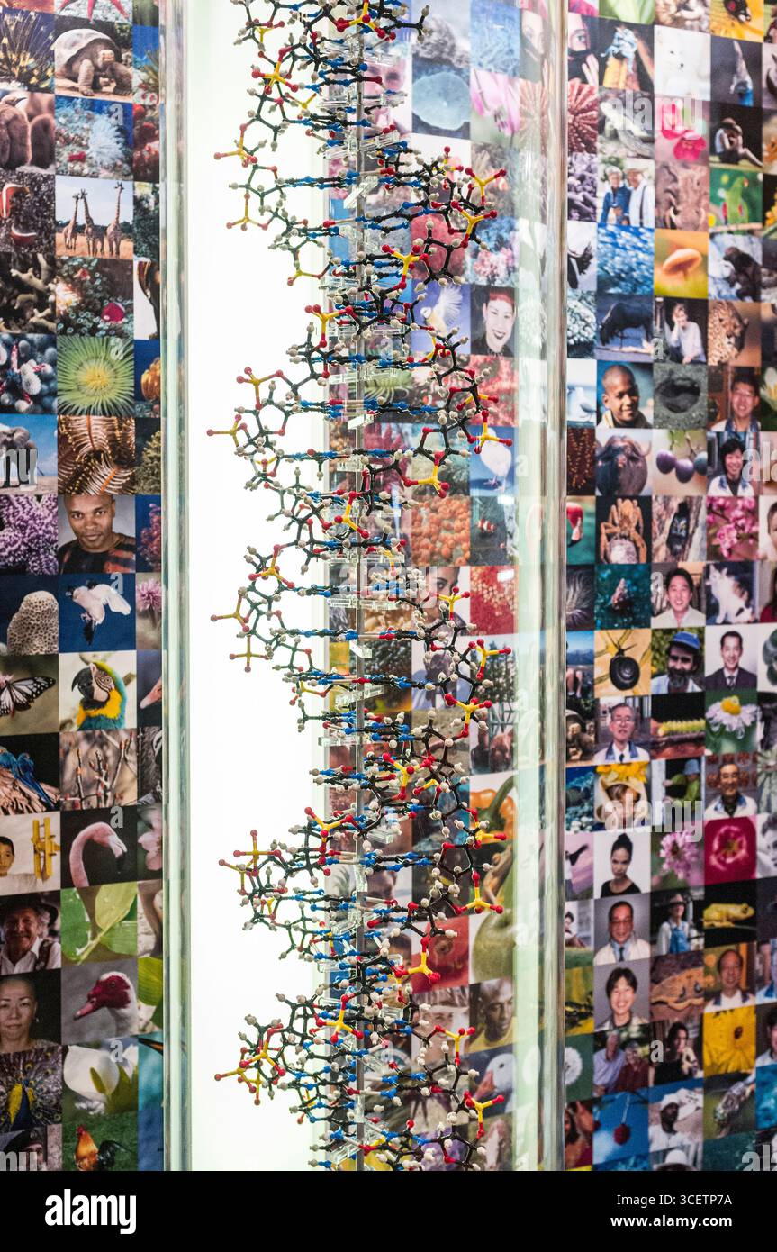 The genome exhibit inside the Miraikan - National Museum of Emerging ...