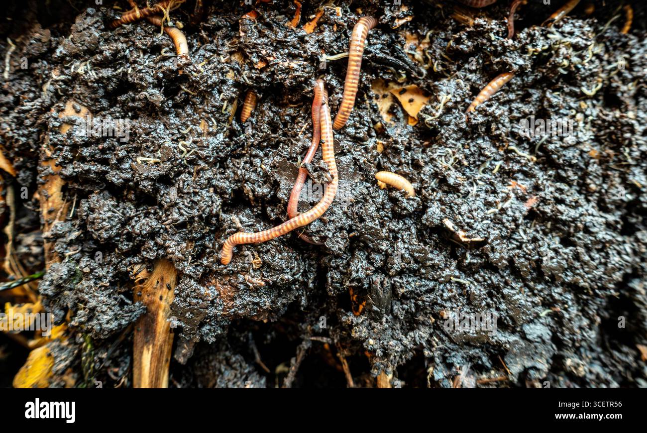 Close-up of earthworms in a compost heap, breaking down organic matter ...