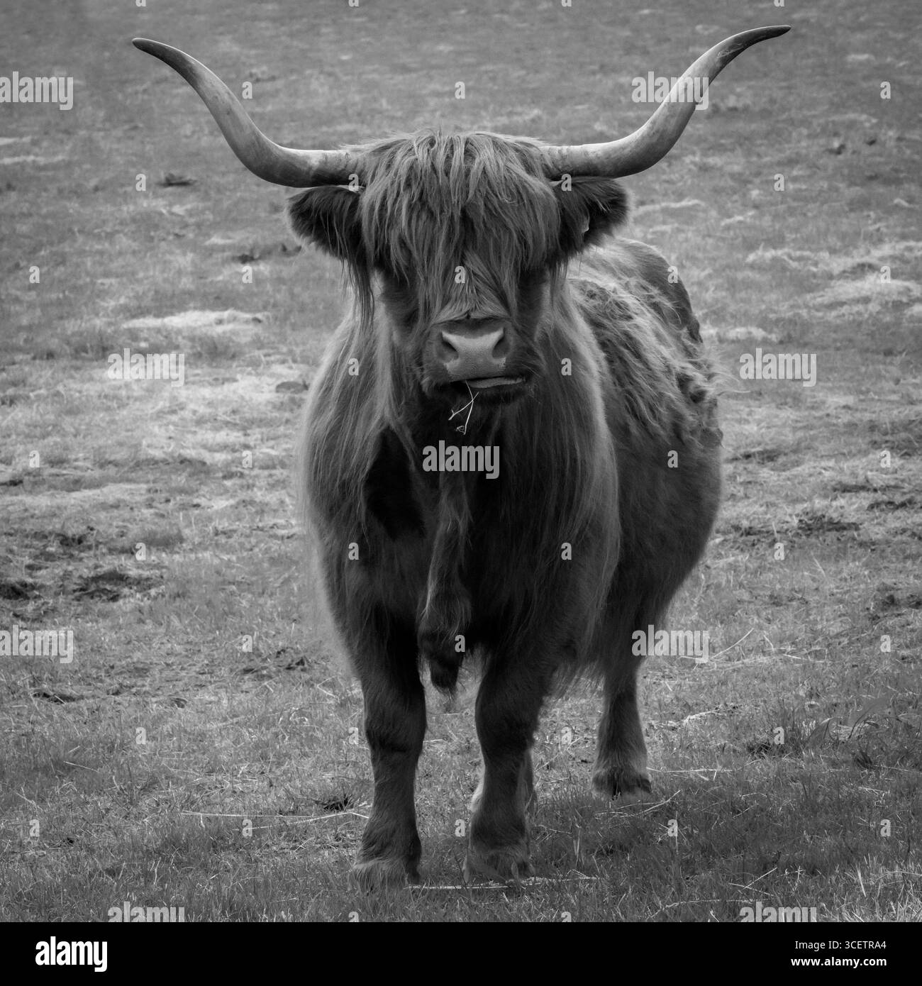 Scottish cattle on wild Black and White Stock Photos & Images - Alamy