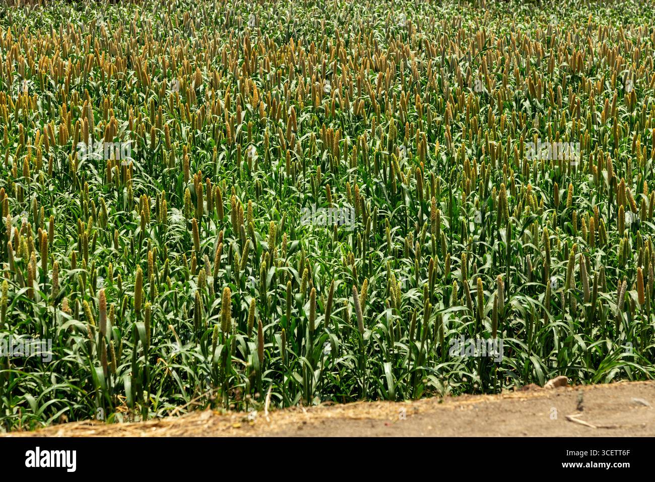 Green millet crop field with healthy plants growing under sunlight ...