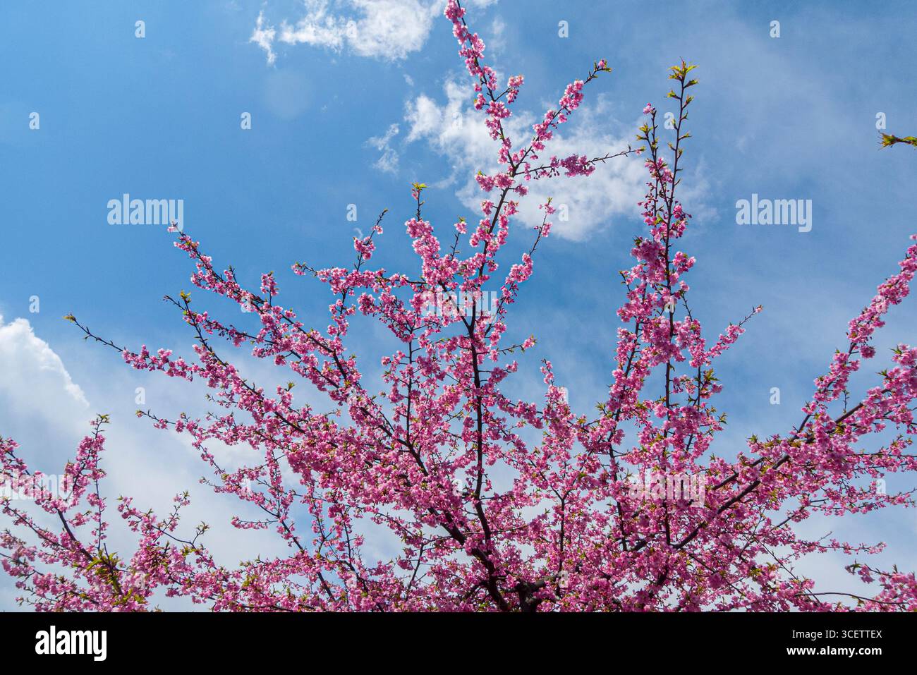 Pink blossoms on a cherry tree, Yoyogi Park, Shibuya-ku, Tokyo, Kanto ...