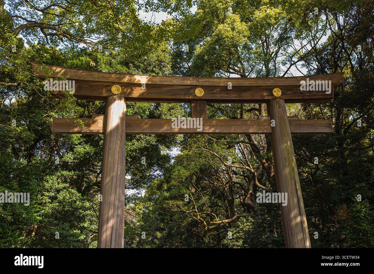 Torii, shrine archway made from Japanese cypress wood at the entrance ...