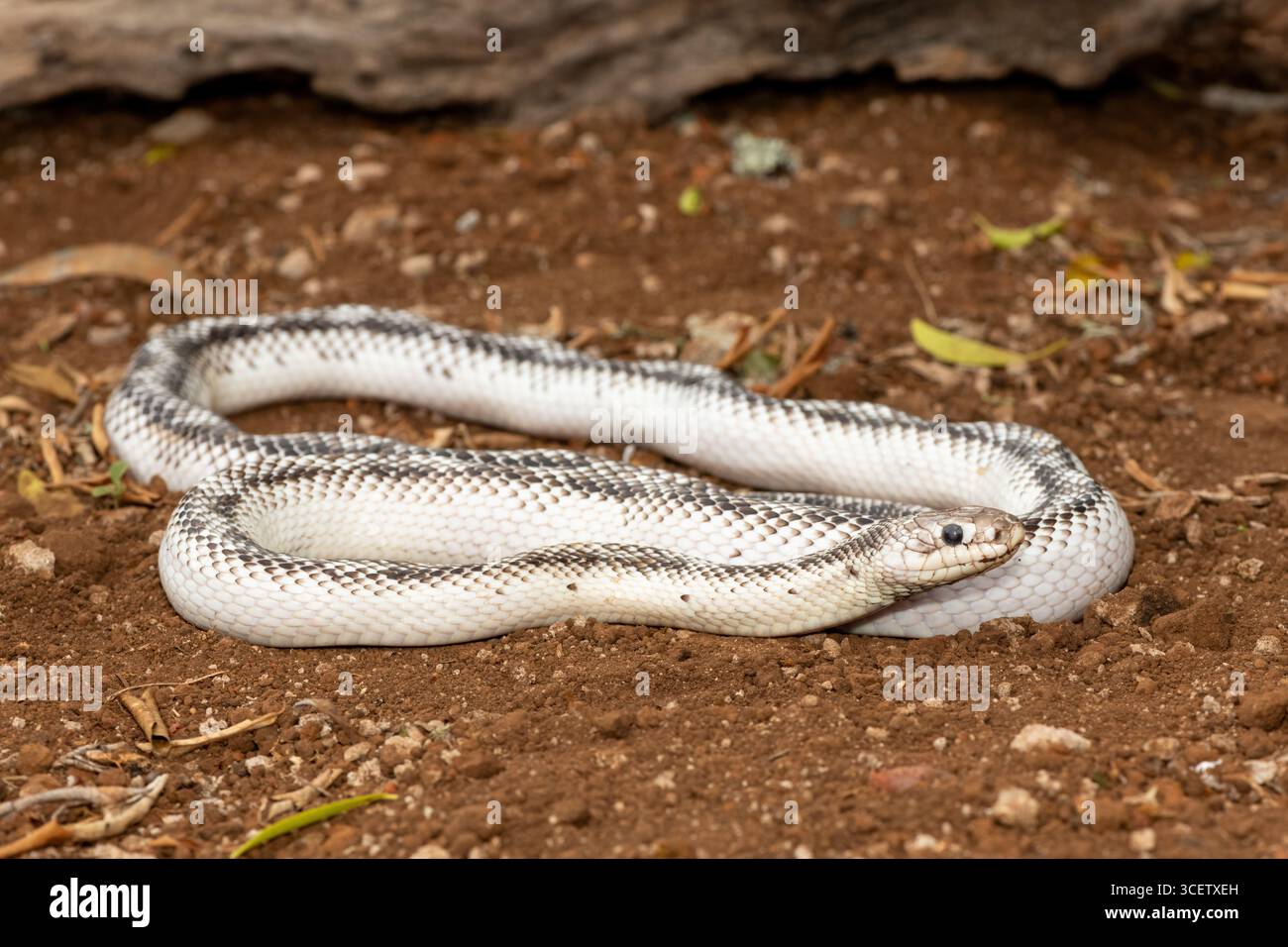 A beautiful white sided black ratsnake (Elaphe obsoletus obsoletus). A ...