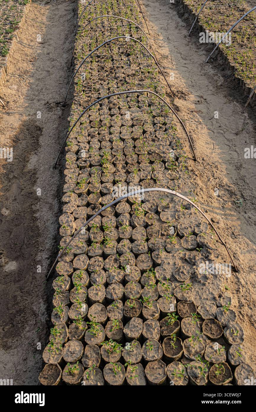 Planning vegetable rows hi-res stock photography and images - Alamy