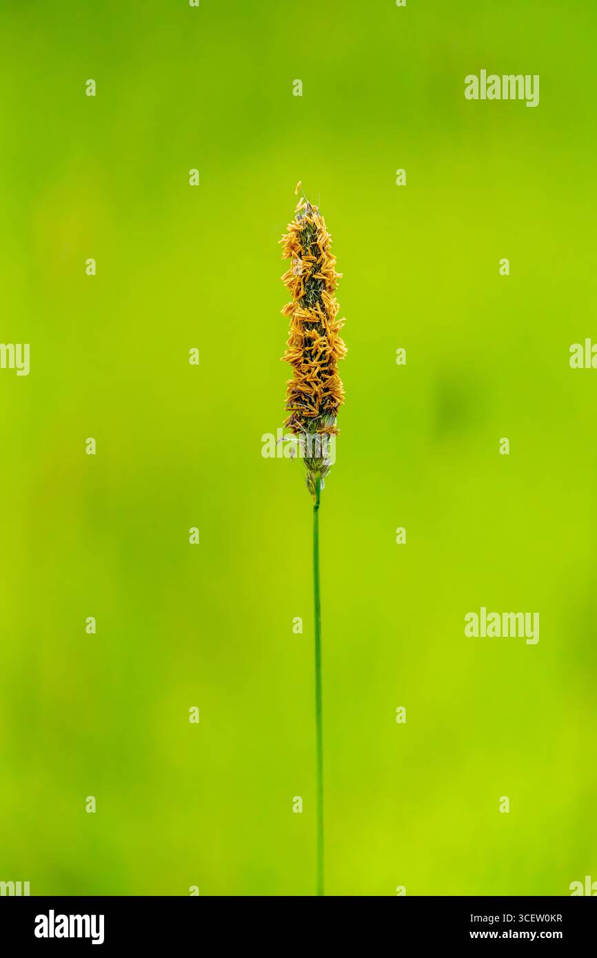 Golden Grass Spike Against Green Stock Photo - Alamy