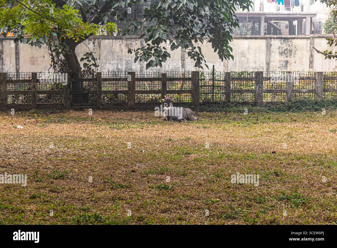 Large nilgai antelope resting under tree shade inside Mirpur Zoo animal ...