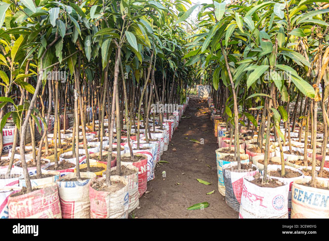 Thriving green mango saplings planted in cylindrical metallic pots ...