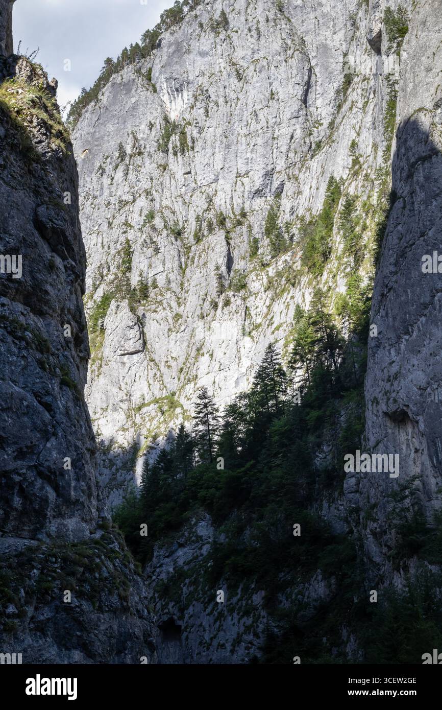 narrow, deep gorge with towering rock walls and green pine trees ...