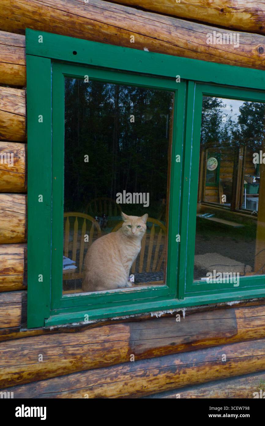 Orange cat in window of log house, Fairbanks North Star Borough, Fairbanks, Alaska, USA Stock ...