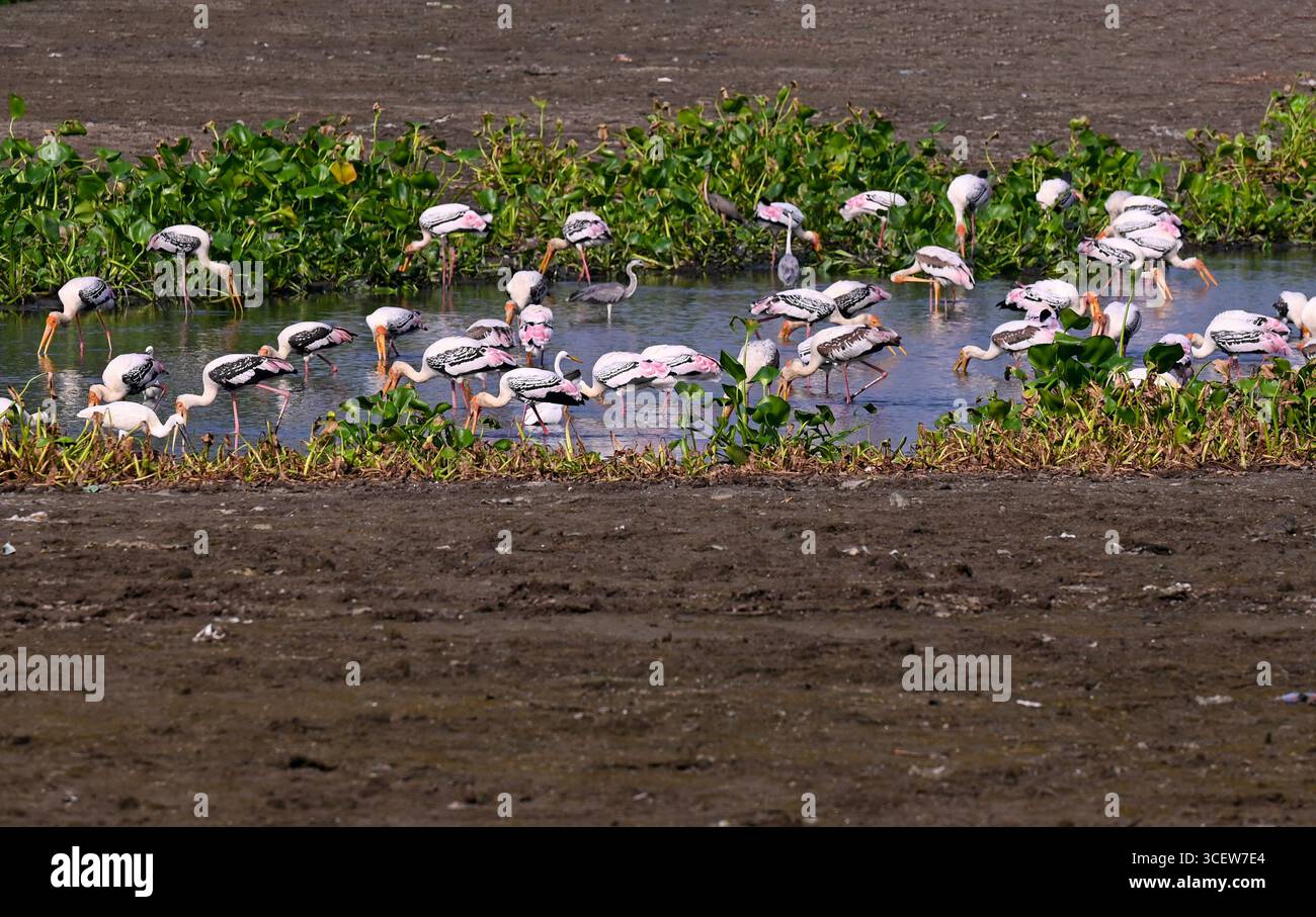 NOIDA, INDIA - AUGUST 19: A Painted Stork group is seen eating small ...