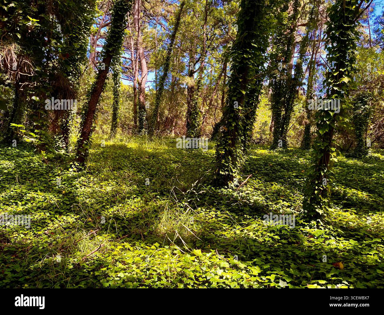 Sunlit forest path through tall trees casting long shadows on the ...