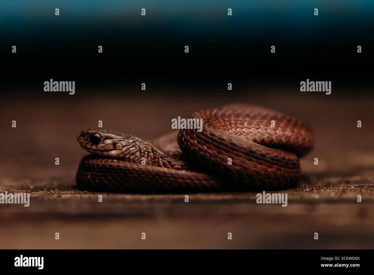Brown dekay snake hi-res stock photography and images - Alamy