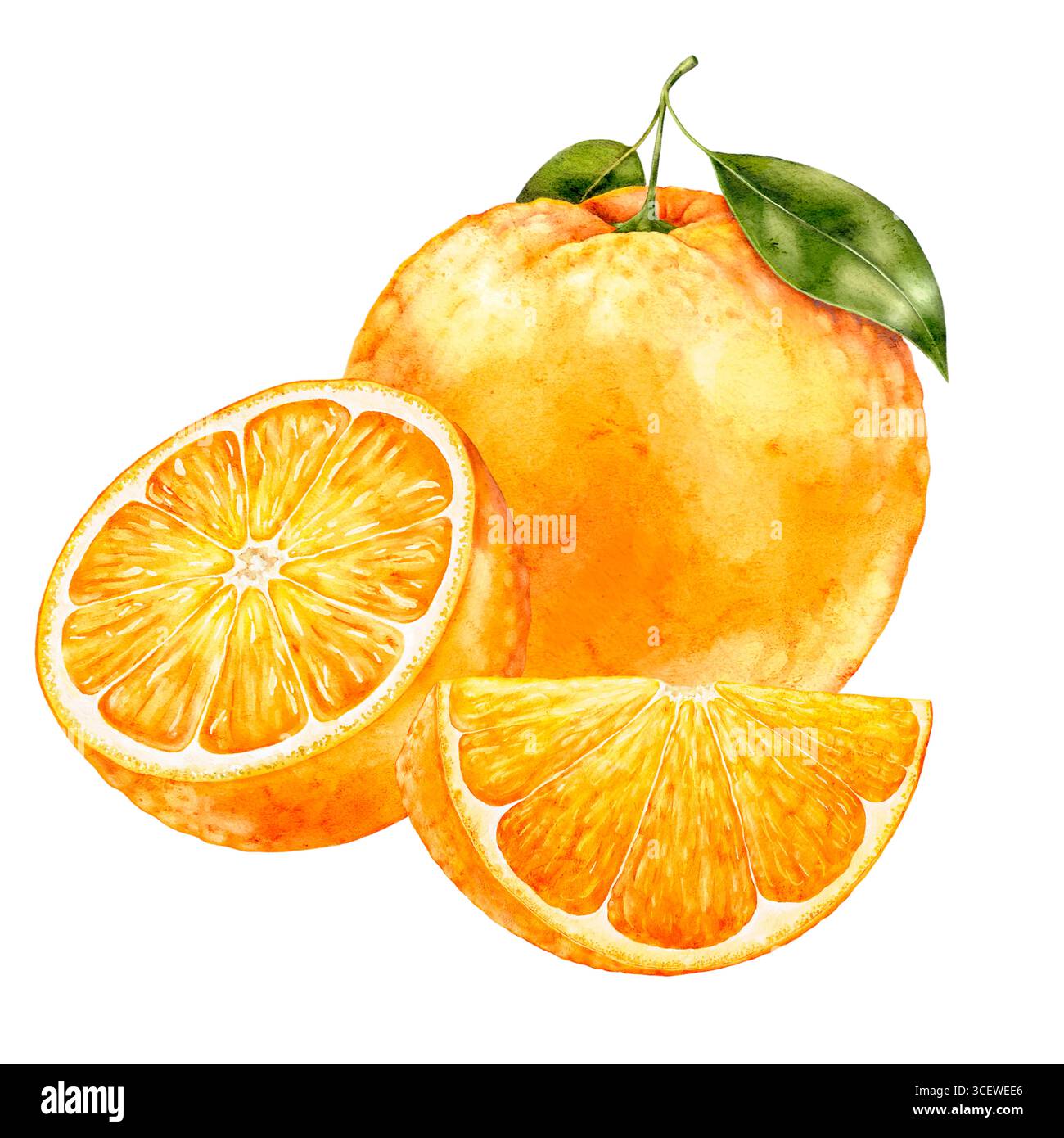 Watercolor composition of oranges with slice, pulp on white background ...