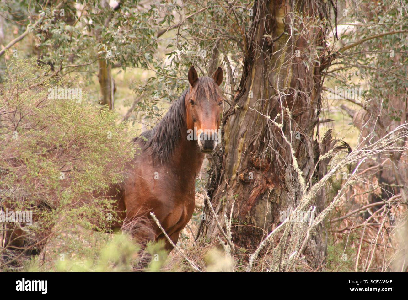 Brumbies australian wild horses hi-res stock photography and images - Alamy