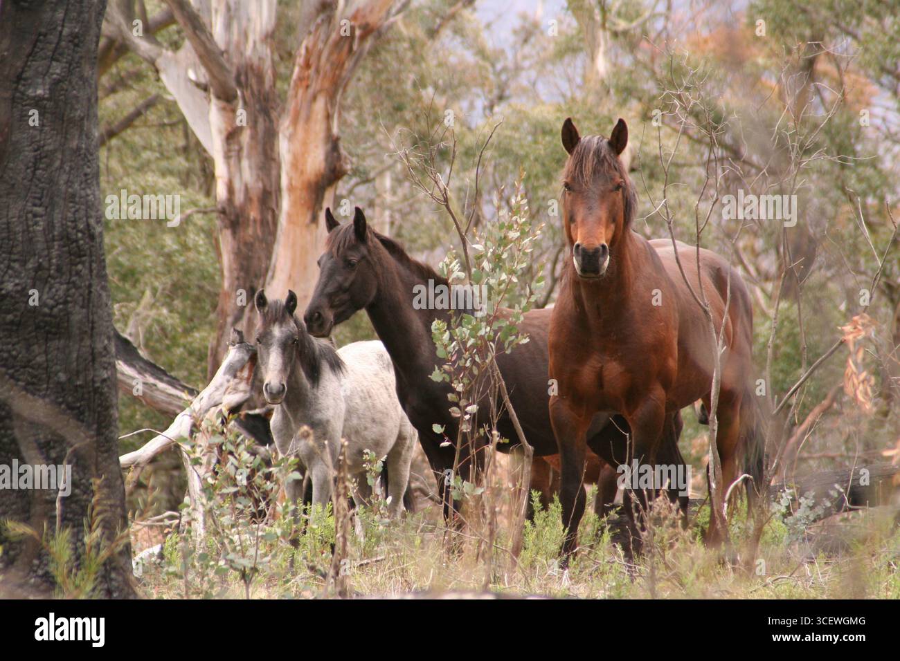 Wild brumbies in the kosciuszko national park hi-res stock photography ...
