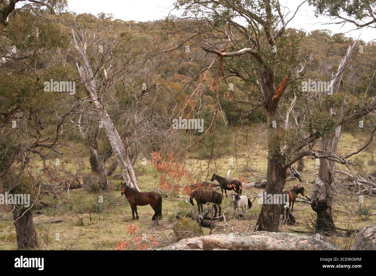 Brumbies australian wild horses hi-res stock photography and images - Alamy